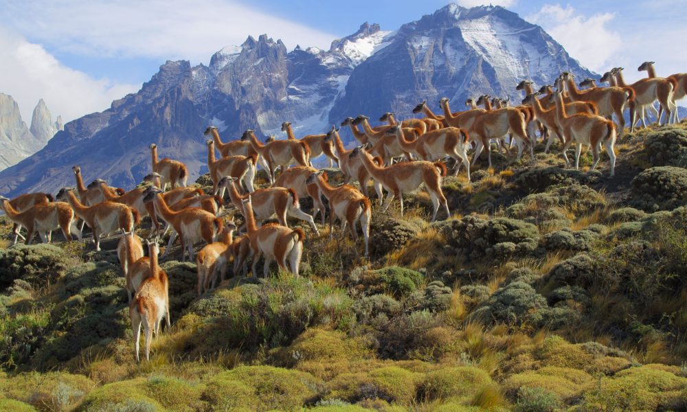 La urgencia de recuperar el turismo en Chile - Forbes Chile