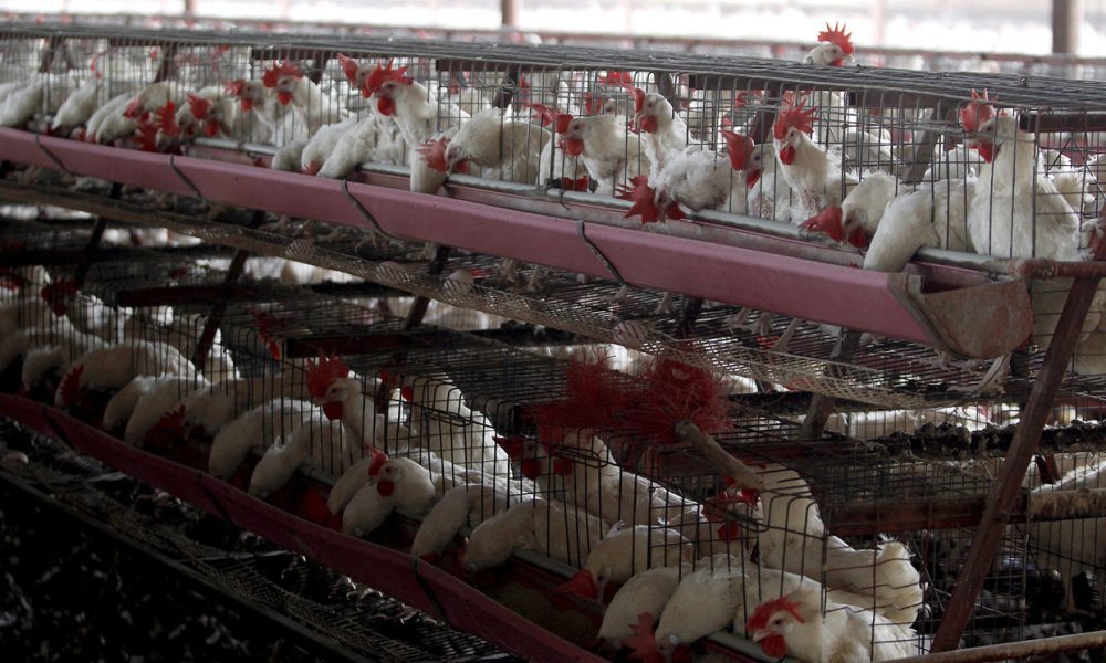 Latinoamérica en alerta por el avance de la gripe aviar
